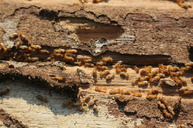 Termites? Here’s How You Sell a House with Termites in Memphis