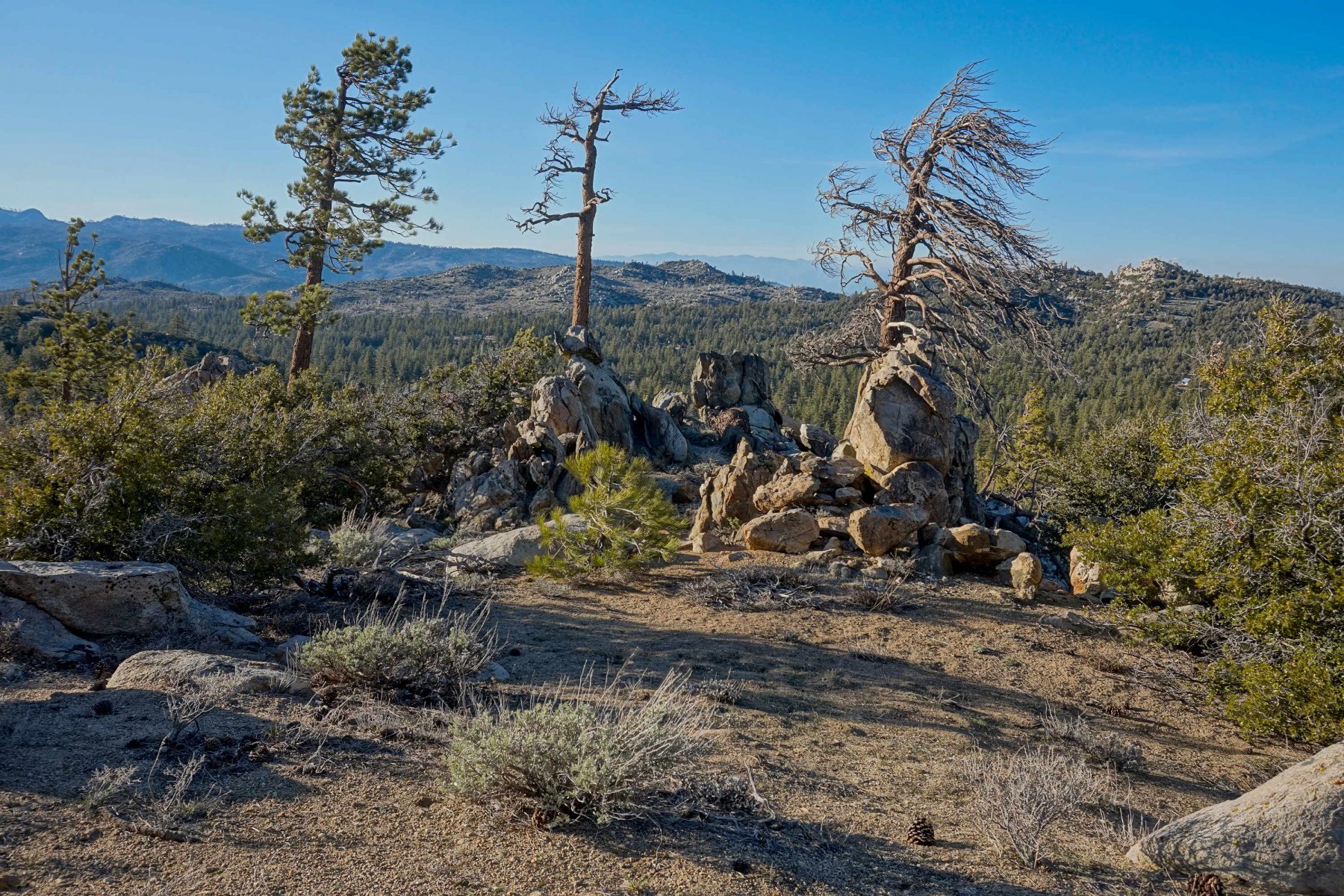 Kern County Mountain Land Trees and Trails | PY Properties LLC